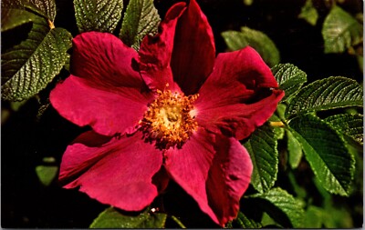 Wildflowers Sitka Red Rose in Bloom Rosa Rugosa Sitka Alaska AK Chrome ...