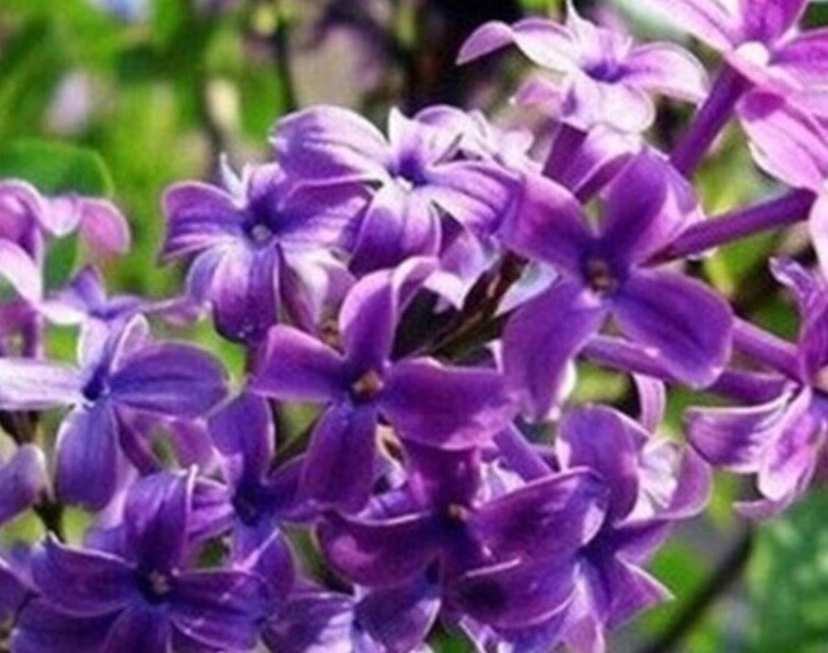 20 EXOTIC LILAC SEEDS for garden rare bloom flower plant bush USA ...