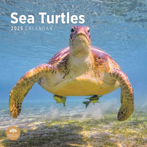 Sea Turtles Calendar 2025 - Animal - Month To View 9798886716009 | eBay UK
