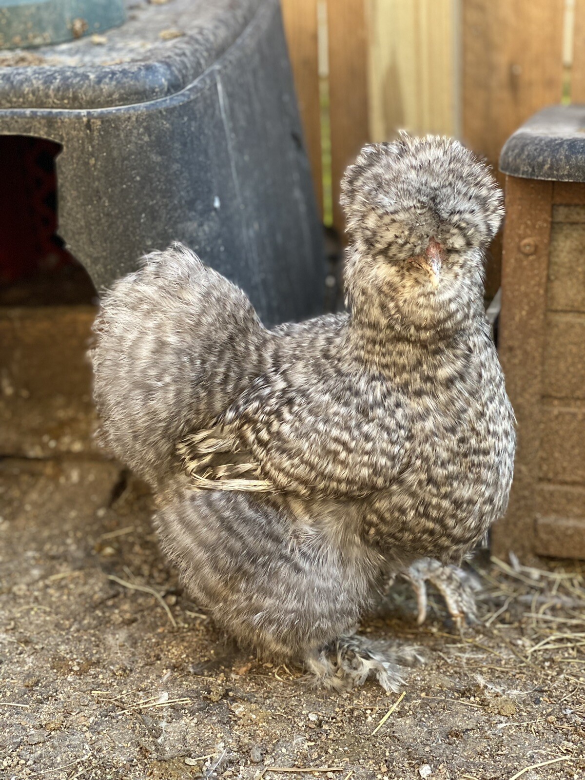 6 Bearded/Crested Show Quality Silkie chicken hatching eggs | eBay