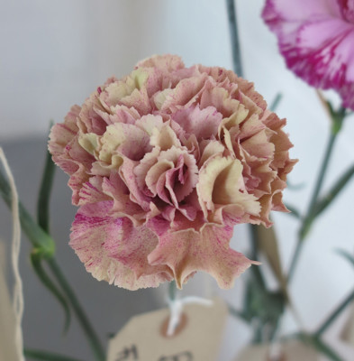 Carnation Seeds - BABYLON - Winter Hardy Perennial - Cut Flowers - 50 ...