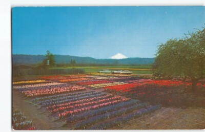 HTF 1950s Advertising~HATCH TULIP BULB FARM Alderton, Washington WA ...