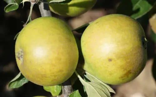 25+ Lemon Pippin Apple Seeds for Garden Planting - USA - FREE SHIPPING ...