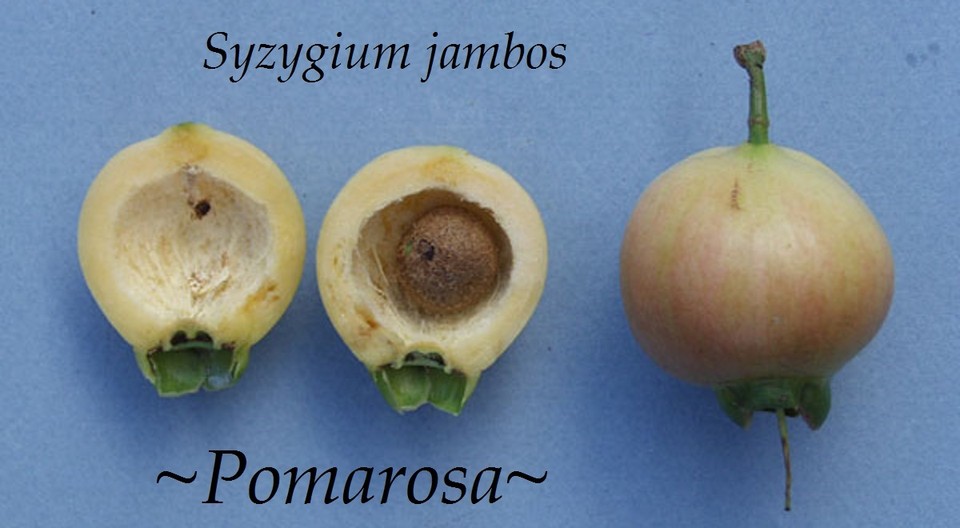 ~POMA ROSA~ SACRED FRUIT TREE Syzygium Jambos ROSE APPLE Live Medium ...