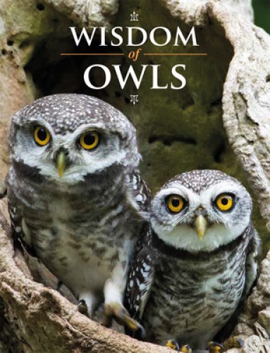 Wisdom of Owls by Lisa Purcell [Hardback] | eBay