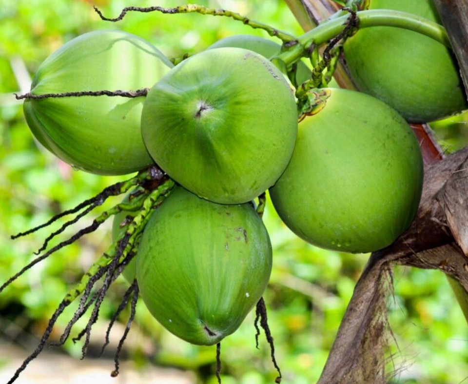 Dwarf PR. Organic Coconut seed 2 sprouted seed | eBay