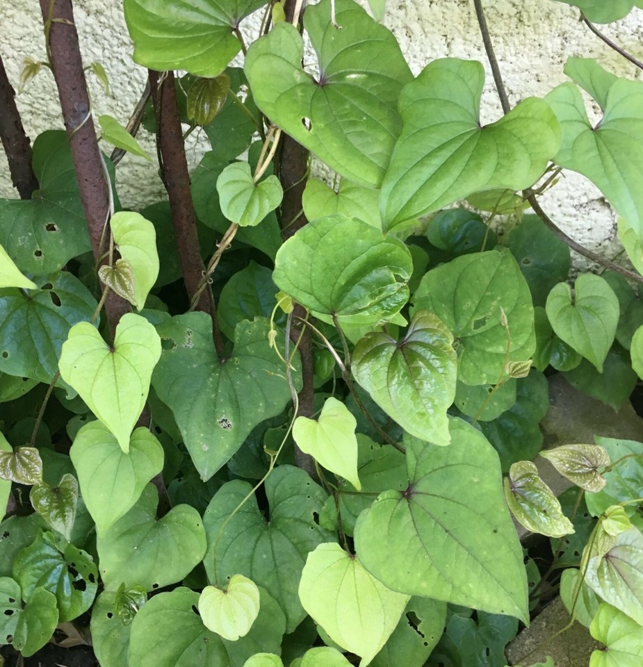 Chinese Yam Cinnamon Vine Shan Yao Dioscorea Opposita Tincture 3 Live ...