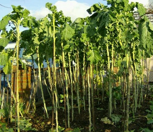 Portuguese Walking Stick Cabbage Kale Tree! Great for kids! Edible ...