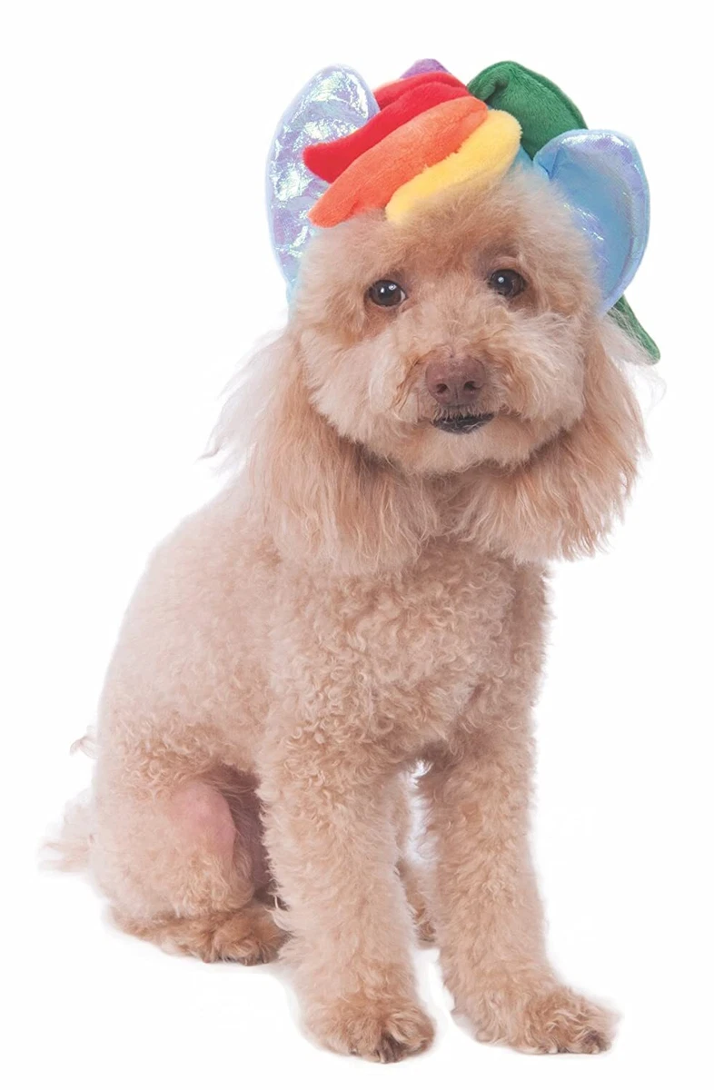 Rainbow Dash Dog