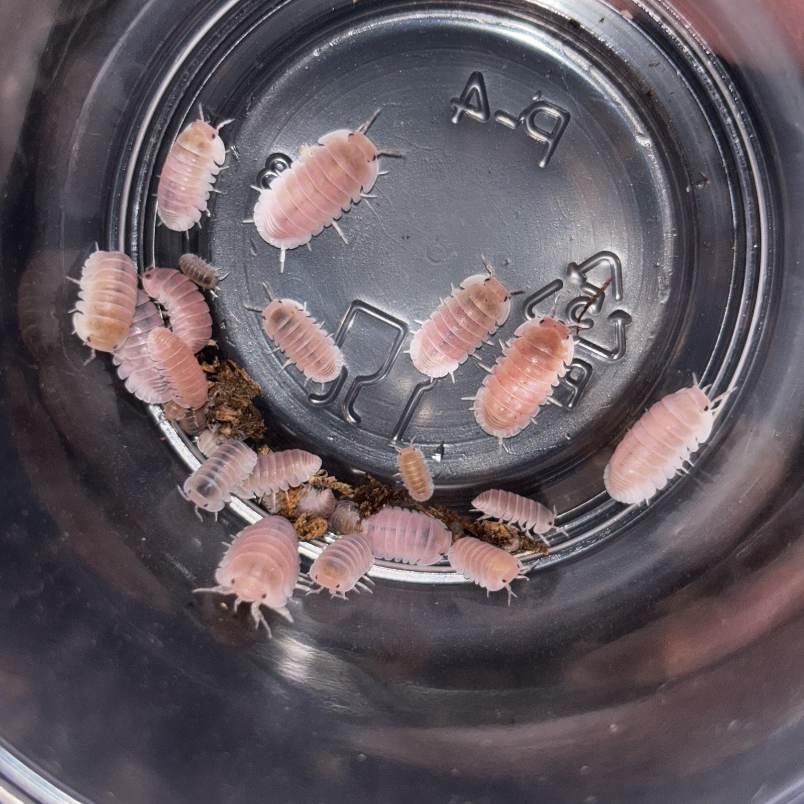 12ct cubaris cherry blossom isopod with overnight LAG | eBay