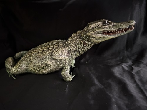 HUGE Cane Toad Taxidermy Frog Freak Creepy Unusual Deformity Gator Jaws ...