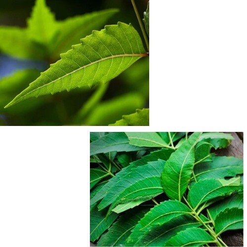 50g Dried Neem Organic Kohomba Leaves Natural Pure Azadirachta Ceylon ...