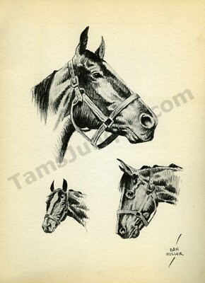 1936 Horse Art by Dan Muller - Racing Stock - BOOK PAGE LITHO ART (1564 ...
