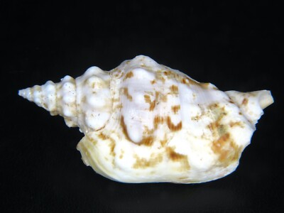 STROMBUS GRANULATUS: LARGE SIZE FROM OLD COLLECTION @ 75.27MM! OLD ...