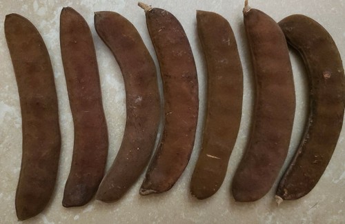 FRESH 7 TEXAS EBONY TREE SEED PODS WITH SEEDS INSIDE - EBENOPSIS EBANO ...