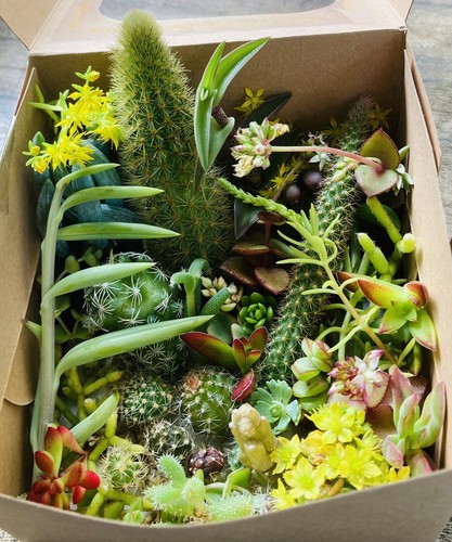 Cacti Cuttings Cactus Succulent Collectors Echinopsis Euphorbia Pack Summer | eBay