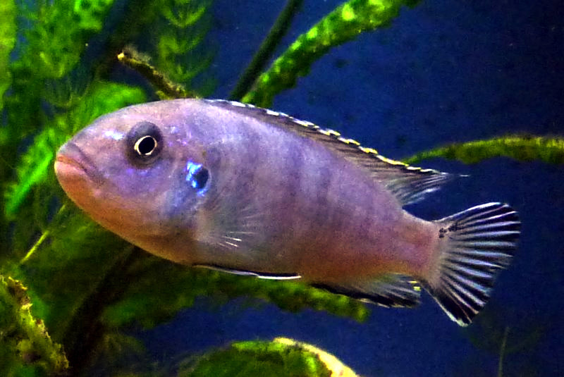 Powder Blue Cichlid