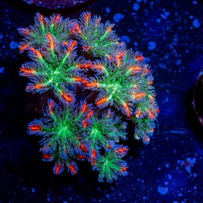 ARC Firework Clove Polyps – Live Coral Frag – Soft Coral – Beginner ...
