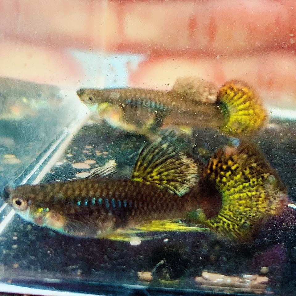 Pack Of 5 Live Dumbo Red Dragon Guppy Fry- Live Freshwater Fish Buy 2 ...