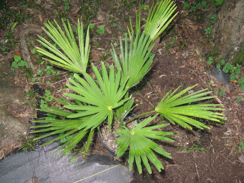 One Gallon Waggie Palm Trachycarpus wagnerianus | eBay