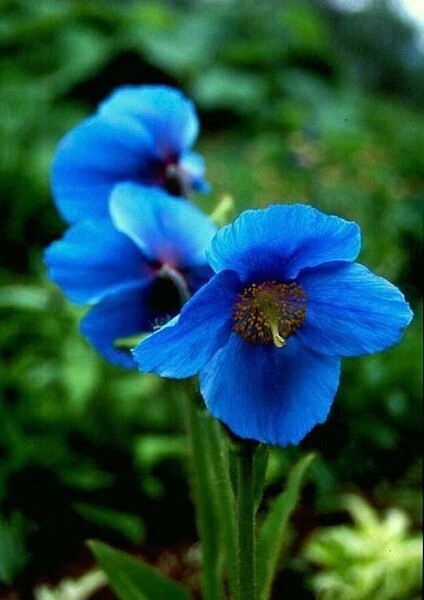 National Flower Of Bhutan | Best Flower Site