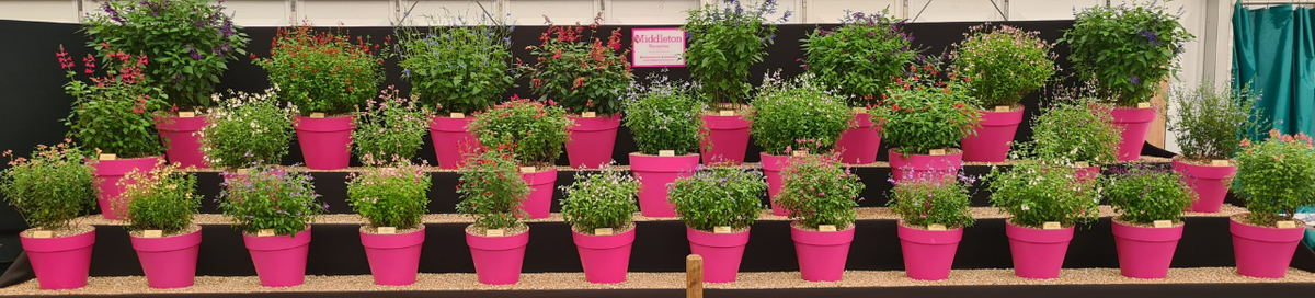 Middleton Nurseries | eBay Stores