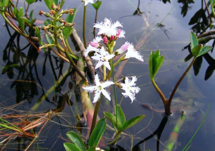Bogbean Pond Live Water Plant Aquatic Bog Bean Marginal | eBay UK