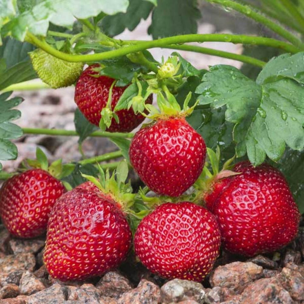 Extra Large Strawberry Plants Super Giant Strawberry Fruit Seeds