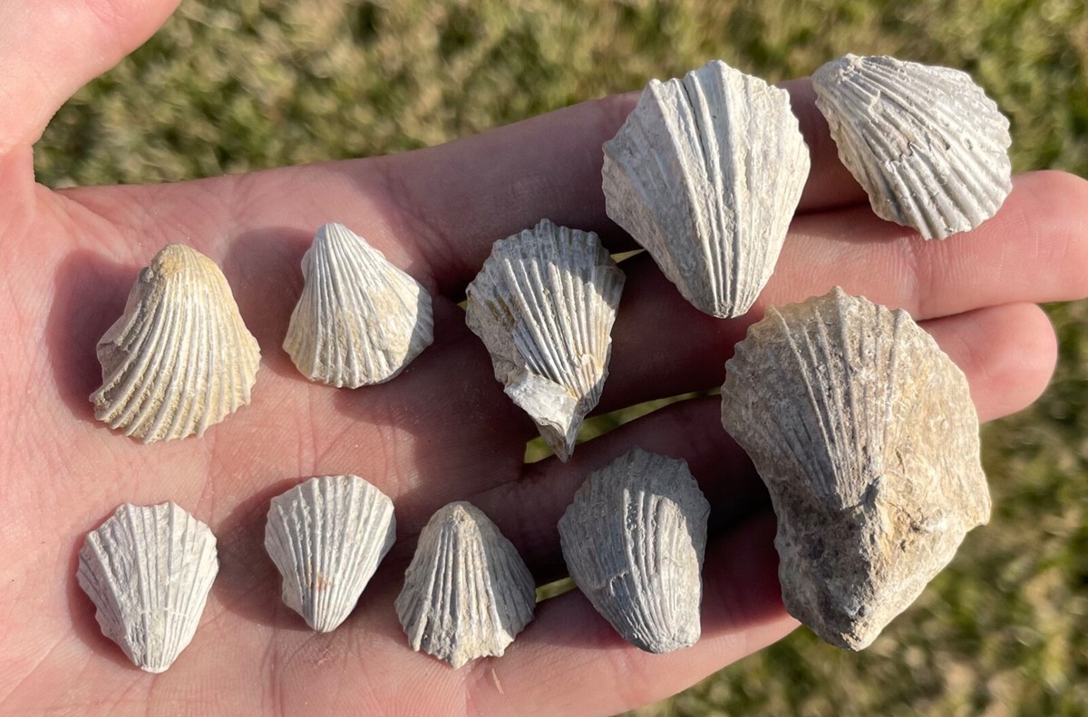 Bivalves Fossils