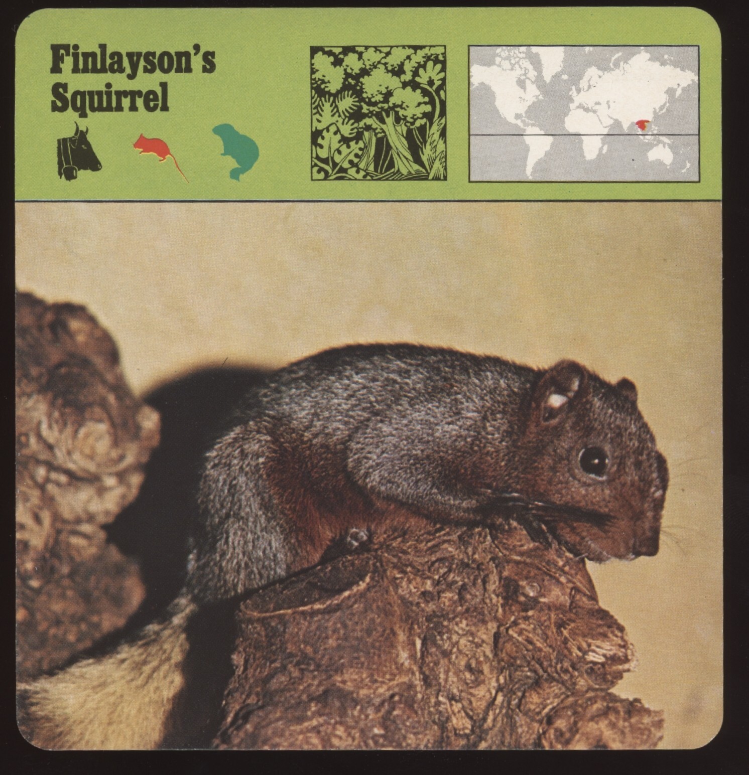 Finlayson's Squirrel Safari Cards Rencontre Mammals | eBay
