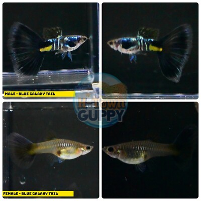 1 TRIO - Live Aquarium Guppy Fish High Quality- GALAXY BLUE TAIL | eBay