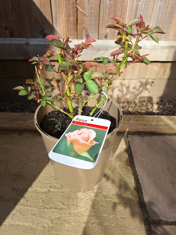 Memory Lane Floribunda Rose Bush 3ltr pot plant | eBay UK