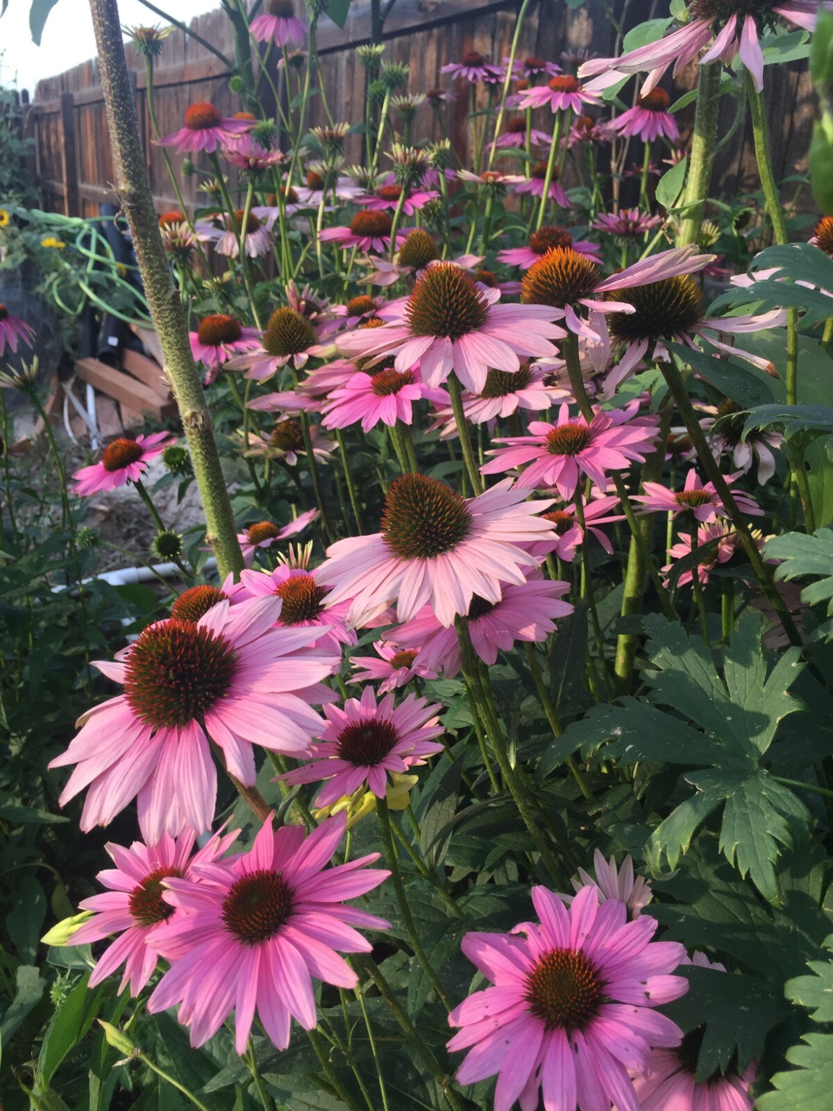 150 seeds ECHINACEA PURPUREA MAGNUS CONEFLOWER Perennial +gift | eBay