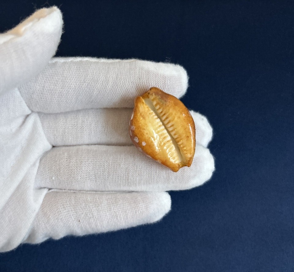 Handmade Clay Cypraea leucodon Lyncina leucodon 31.7mm cowrie related ...