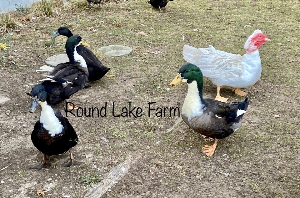 1 Fresh And Fertilized Domestic Barnyard Mix Duck Hatching Egg | eBay