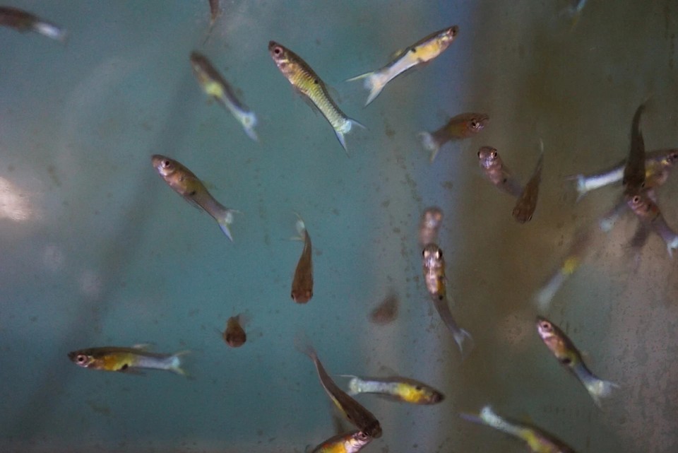 Japan Endler – Live Freshwater Aquarium Fish – Poecilia wingei – Tank ...