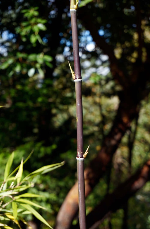 Red Temple Bamboo / Narihira Bamboo Semiarundinaria fastuosa - 1 Gallon ...