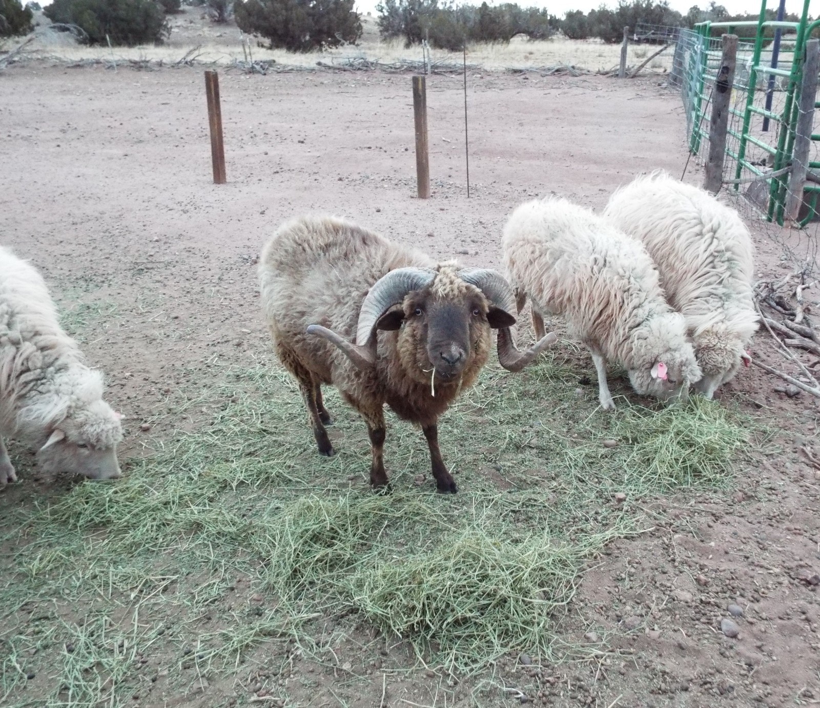 Organic Dried Sheep Manure, BULK Manure - FIVE POUNDS | eBay