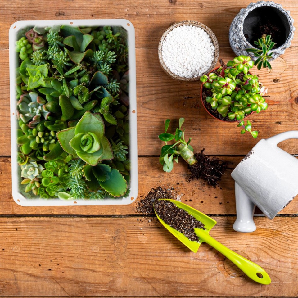 2 Count Sprouting Tray Sprouter Plastic Growing Trays Planting Nursery ...