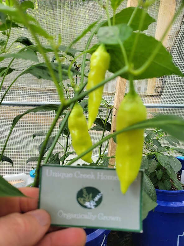 Sugar Rush Pepper Seeds 50,000-100,000 Scoville SHU Unique Creek ...