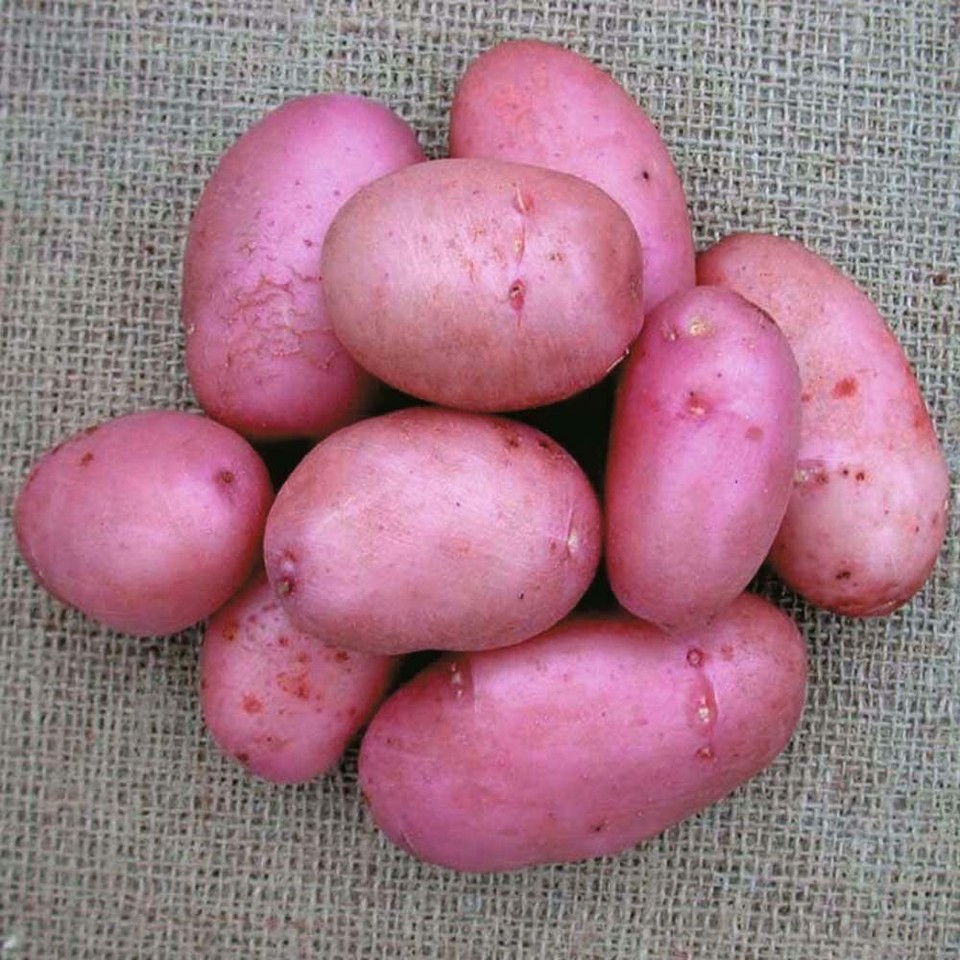 Seed Potatoes 70+ Varieties - Scottish Basic Seed Potatoes X20 Tubers ...