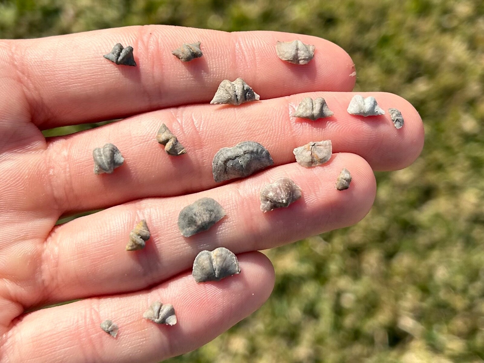 Oklahoma Fossil Brachiopods Chonetinella ONE PER PURCHASE Iola ...
