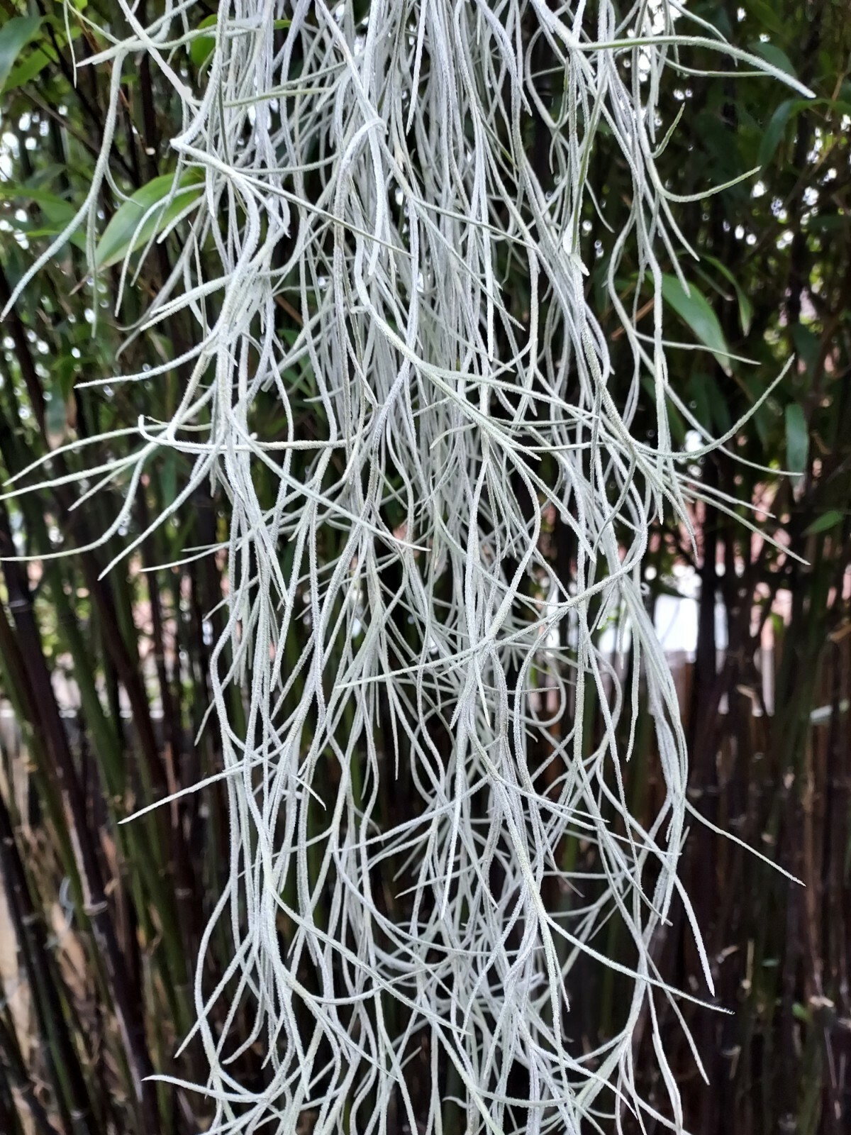 Spanish Moss Tillandsia Usneoides | Trailing Airplant | 25 to 30cm long ...