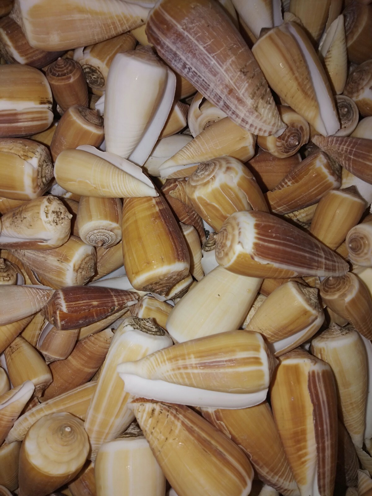 SEASHELL 500g conus radiatus seashell. Beach home coastal decor. Craft ...