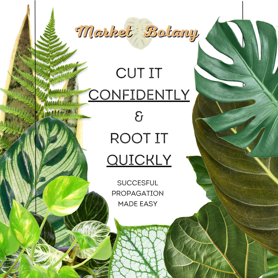 Market Botany Prop Drops - Liquid Root Growth Hormone For Propagation ...