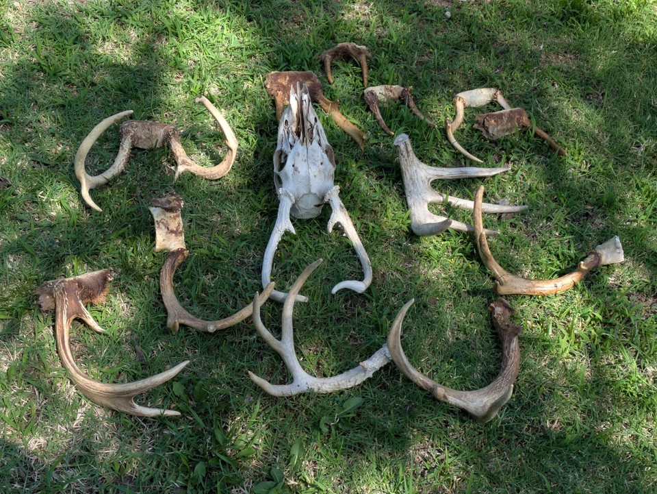 Deer Antlers Lot - antlers, pieces, cut off, skull caps | eBay