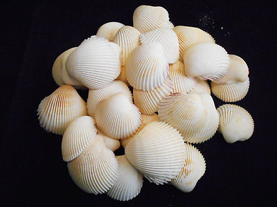 24 Beautiful Rose Cockle Shells 1-2" Beach Wedding Crafts Nautical ...