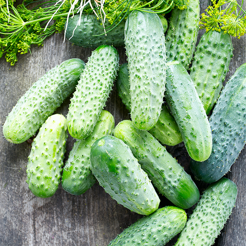 Cucumber Madeira F1 500 Seeds Hybrid Worldwide Delivery Non-GMO Мадейра ...