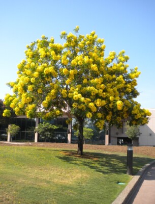 Yellow Elder Flower (Tecoma Stan) 30 Seeds Fast growing, drought ...