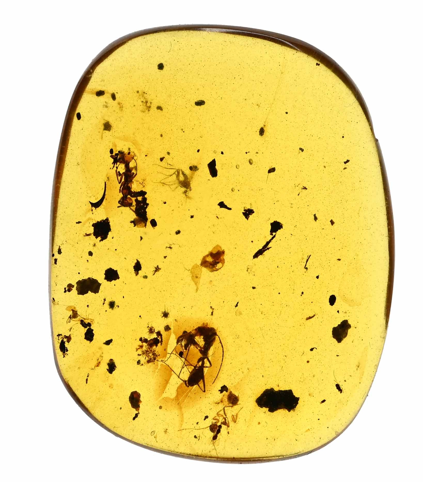 Extinct Sphecomyrma Ant carrying insect, Fossil inclusion in Burmese ...